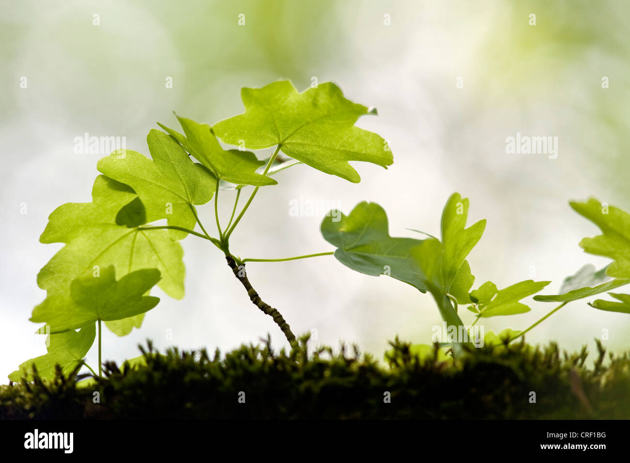 field maple, common maple (Acer campestre), mossy twig with leaves ...