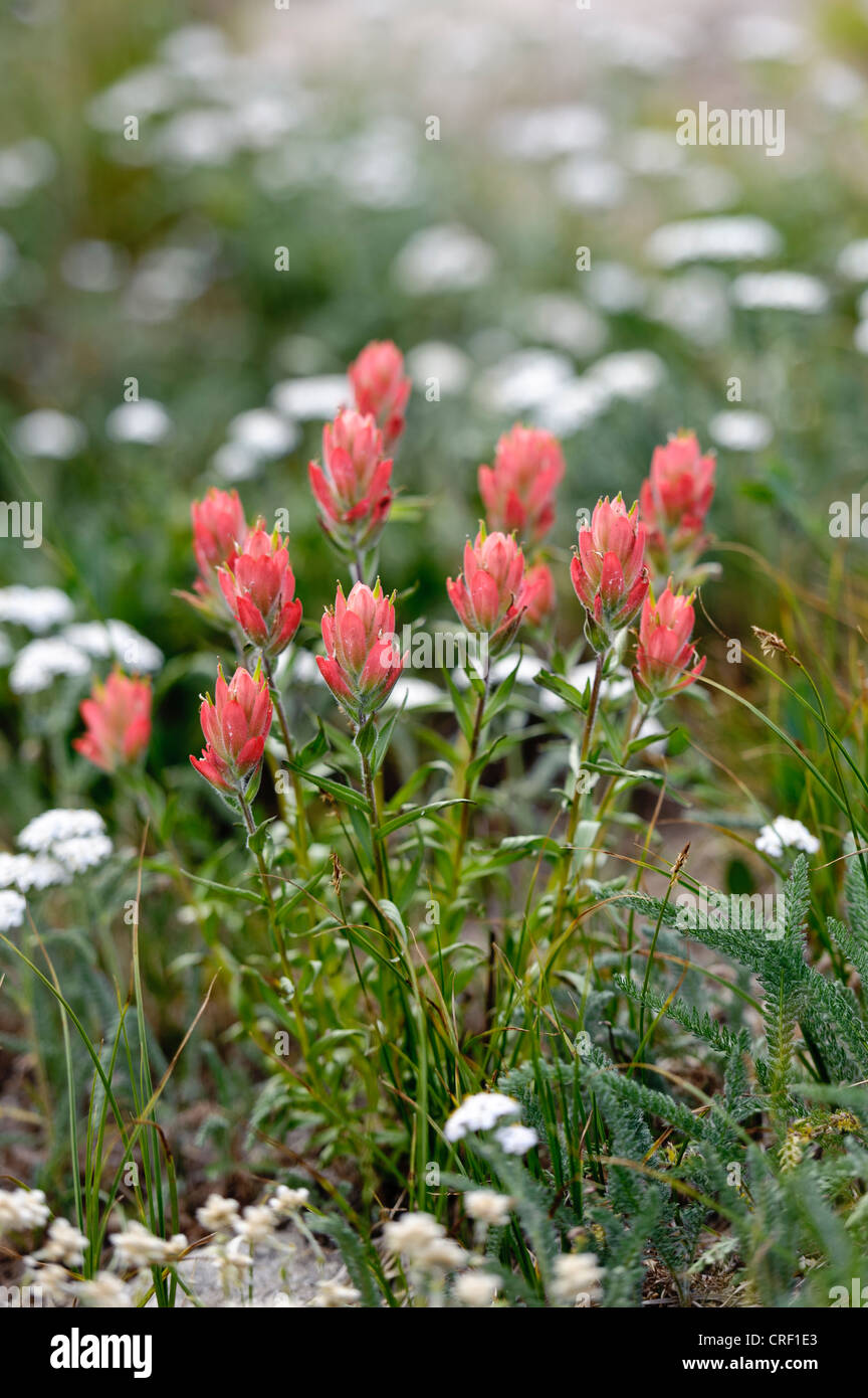 Alpine Paintbrush on tundra, Rocky Mountain National Park, Colorado ...
