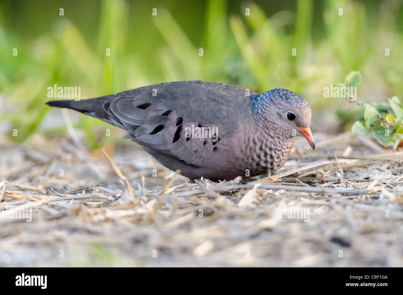 Male Common Ground-Dove foraging in grass for seed, J.N. Ding Darling ...