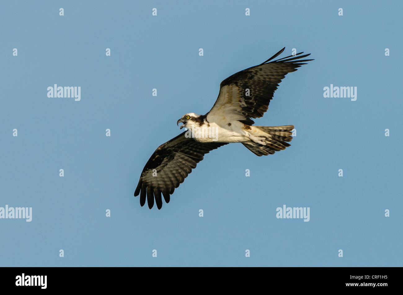 Avifaubird hi-res stock photography and images - Alamy