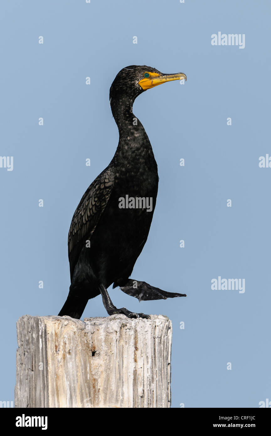 Cormorants feet hi-res stock photography and images - Alamy