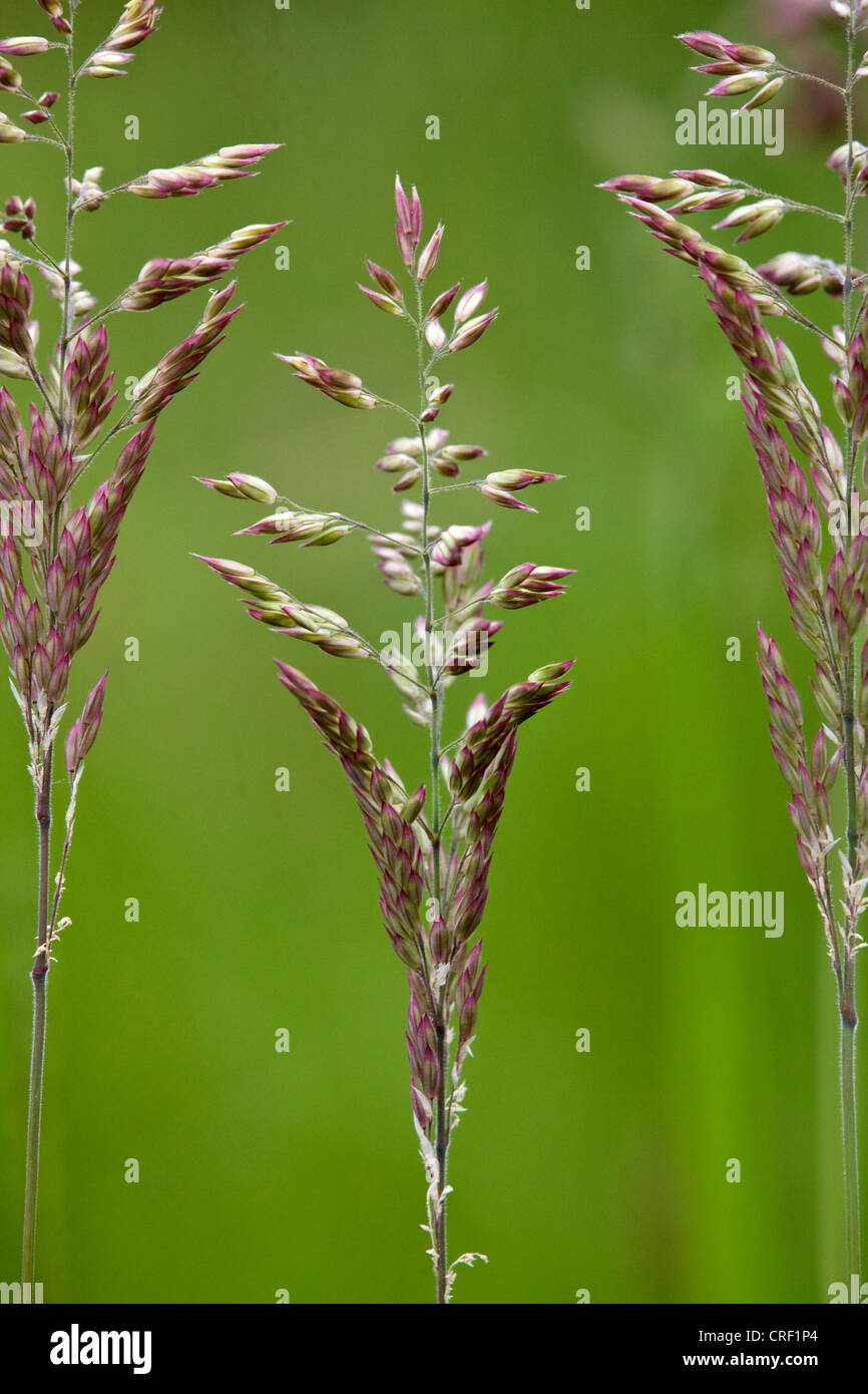 common velvet grass, Yorkshire-fog, creeping velvetgrass (Holcus ...