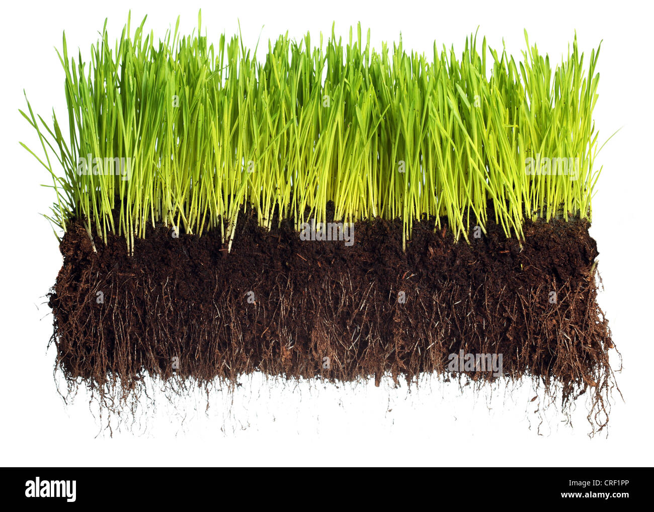 Green grass showing roots Stock Photo - Alamy