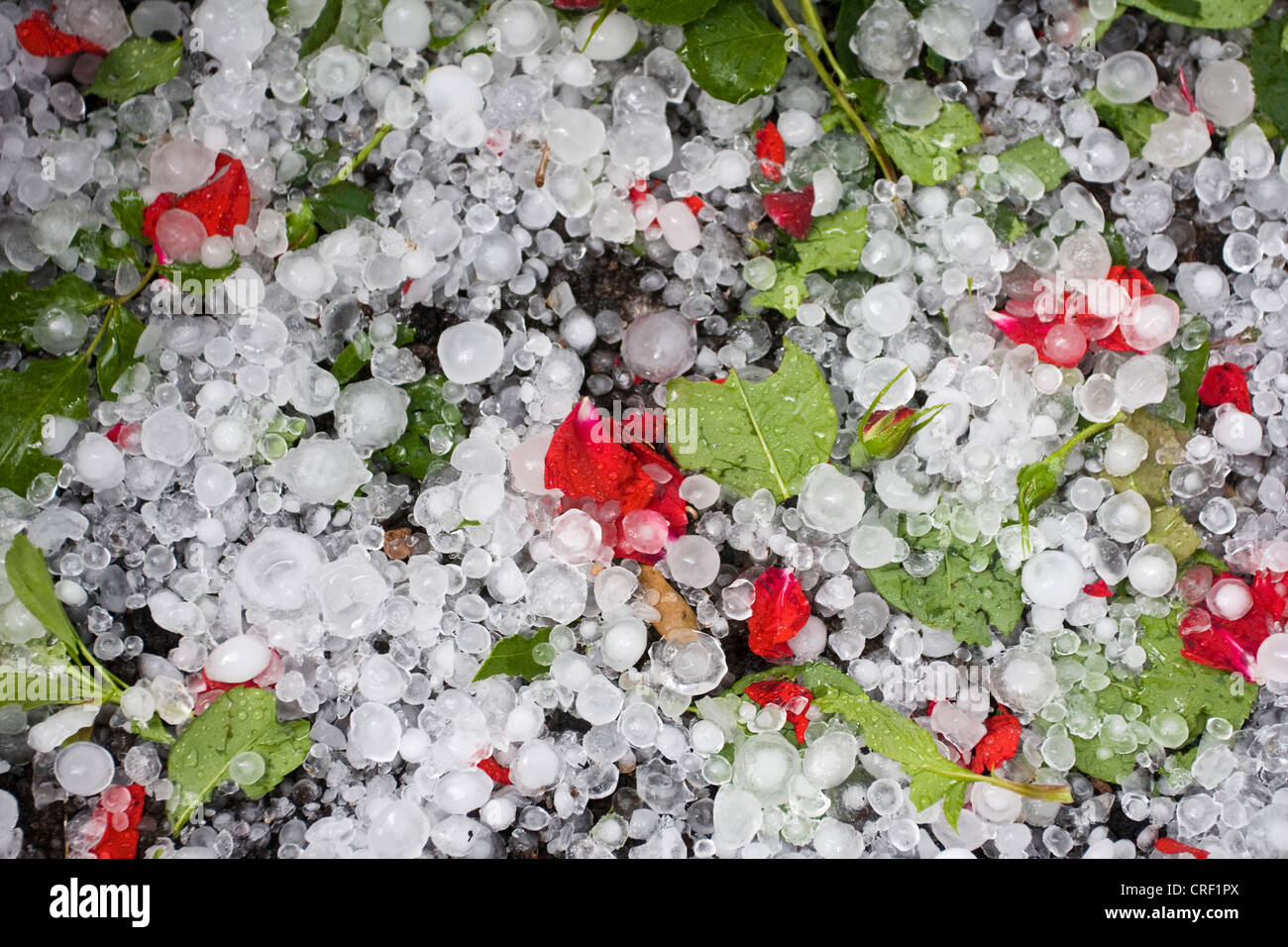 Hail destructions hi-res stock photography and images - Alamy