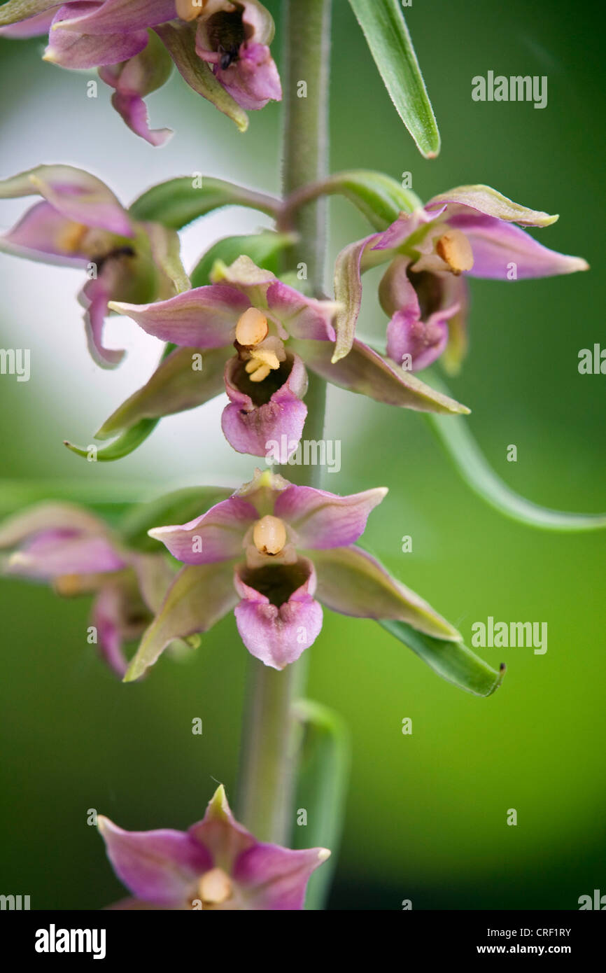 Broad-leaved helleborine, Eastern helleborine (Epipactis helleborine ...