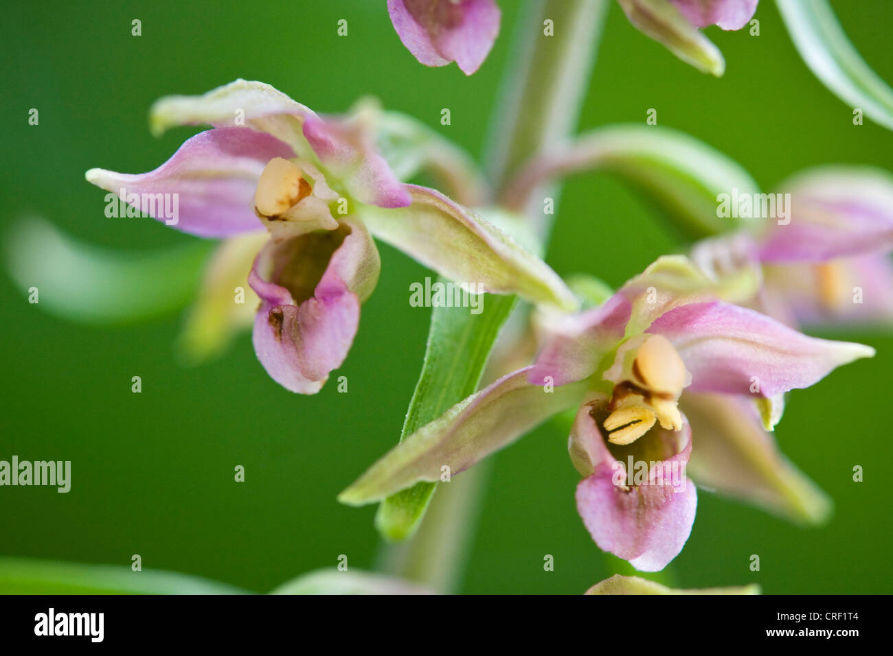 Broad-leaved helleborine, Eastern helleborine (Epipactis helleborine ...
