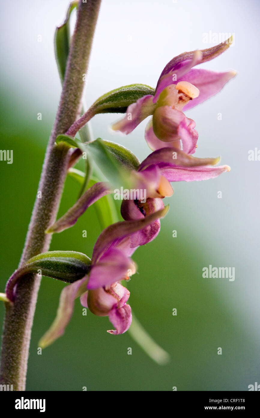 Broad-leaved helleborine, Eastern helleborine (Epipactis helleborine ...