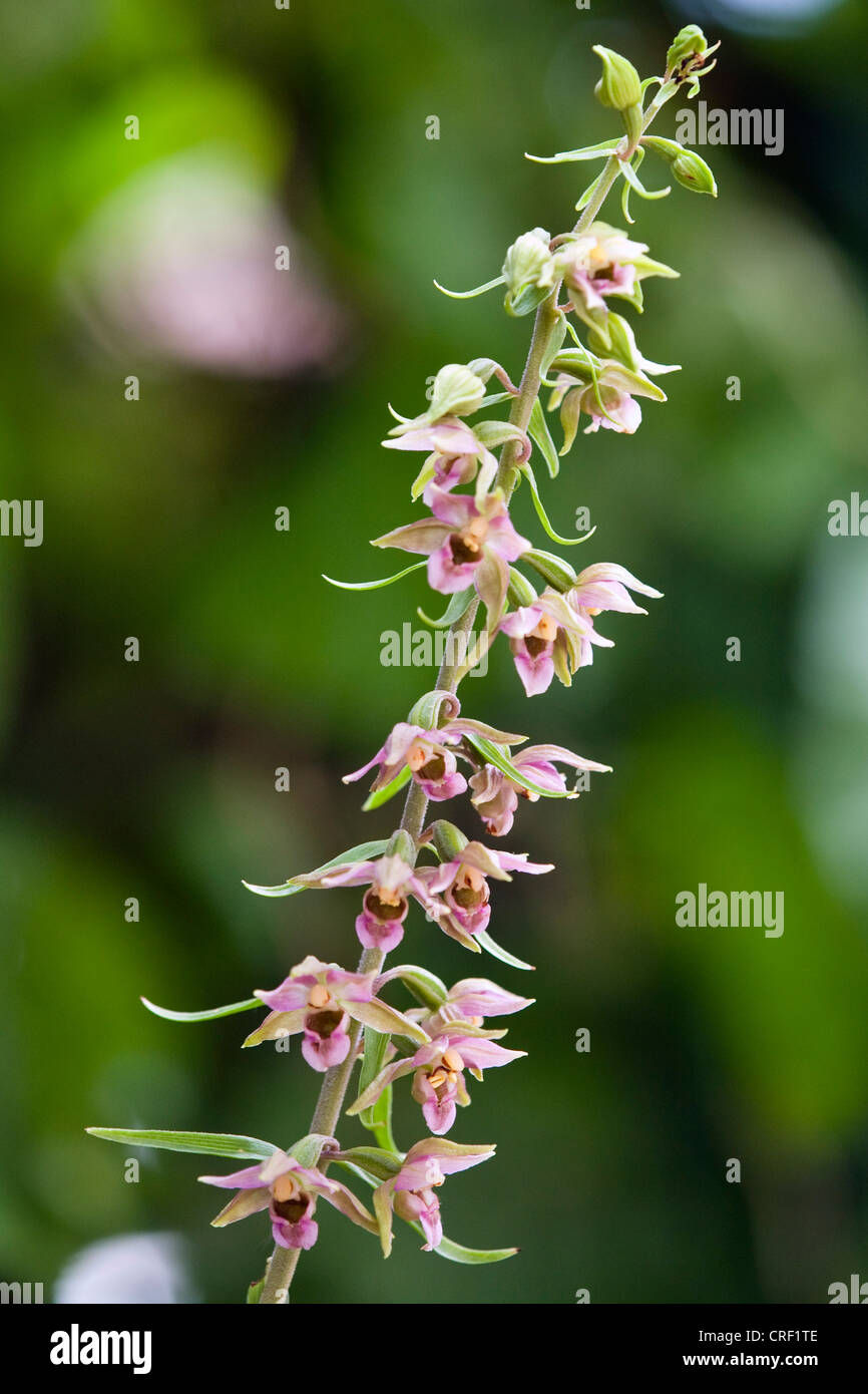 Broad-leaved helleborine, Eastern helleborine (Epipactis helleborine ...