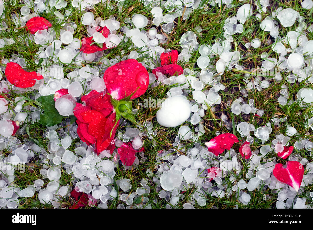 Hail destructions hi-res stock photography and images - Alamy