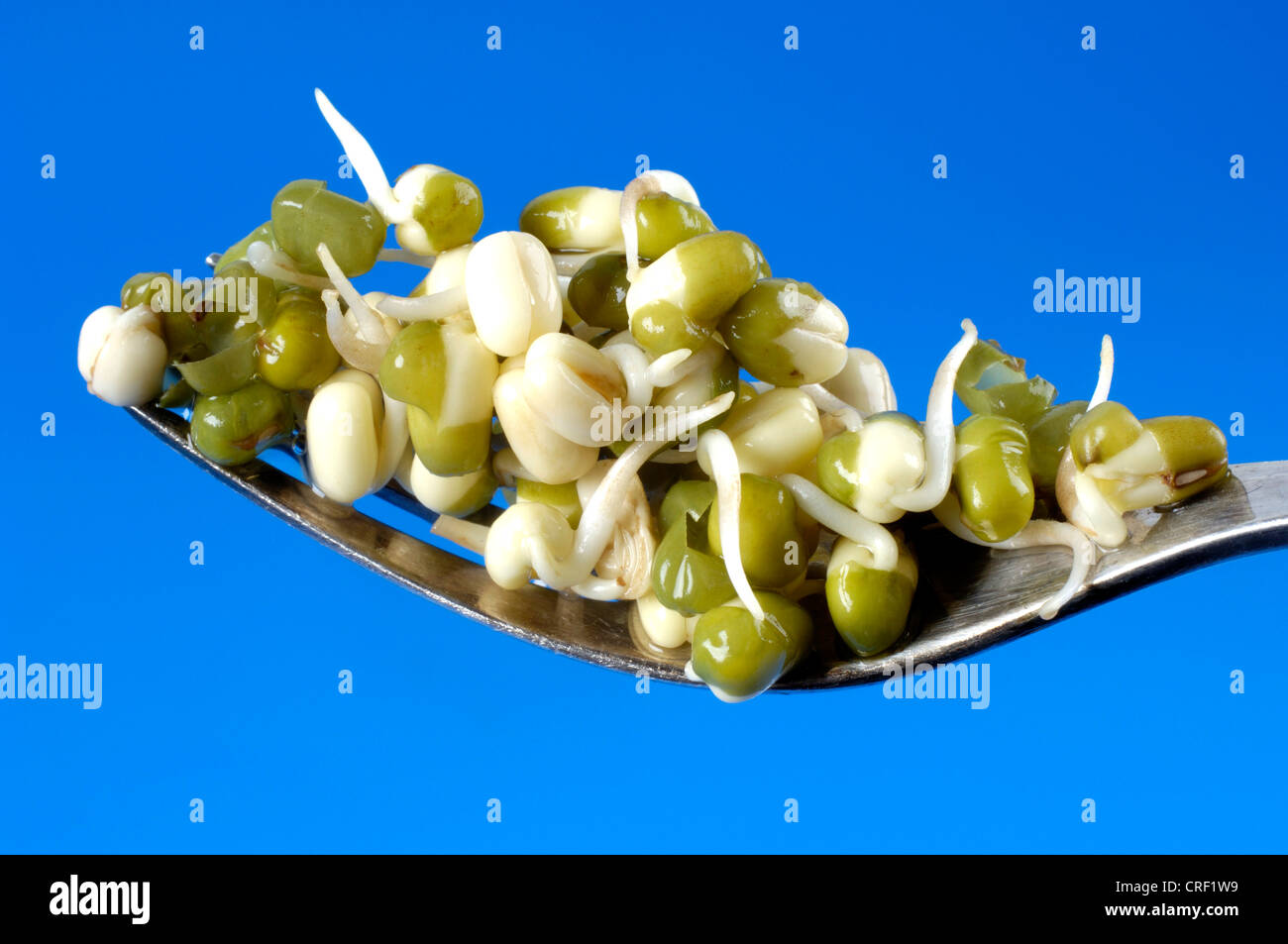 Mung bean urdi black bean hi-res stock photography and images - Alamy