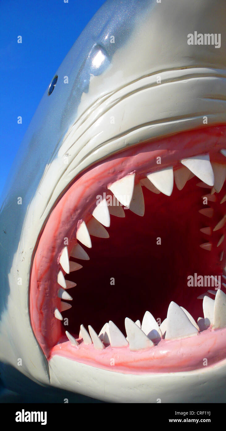 Carcharodon Carcharias Teeth