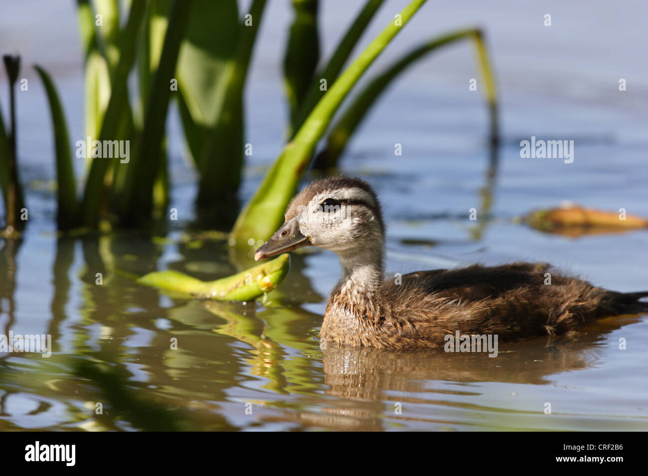 Young Female Wood Duck (Aix sponsa) on James River-Chester, Virginia ...