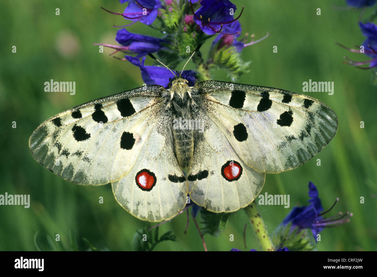 apollo (Parnassius apollo), at Viper's Bugloss (Echinum vulgare Stock ...