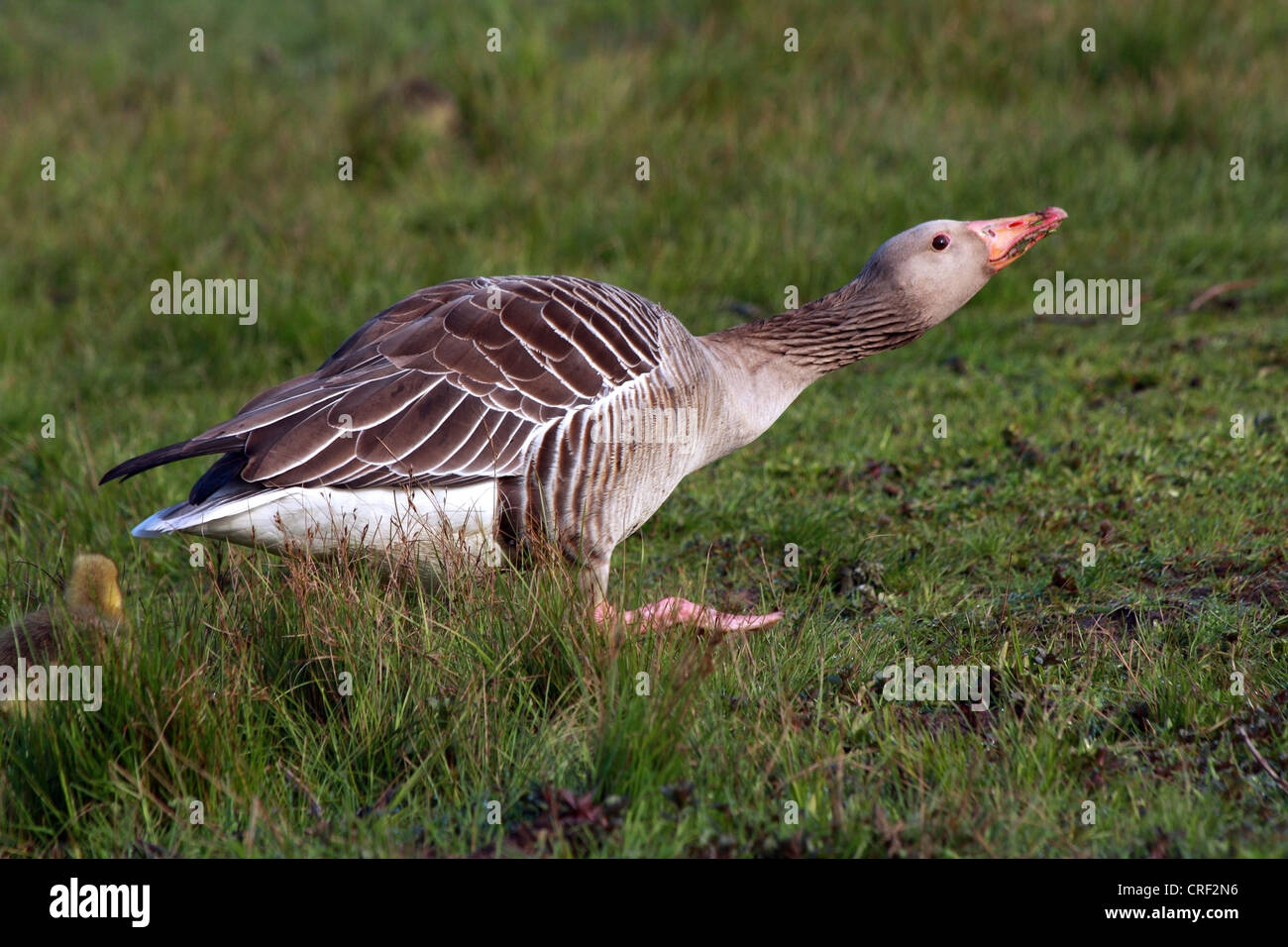 greylag goose (Anser anser), with chick Stock Photo - Alamy
