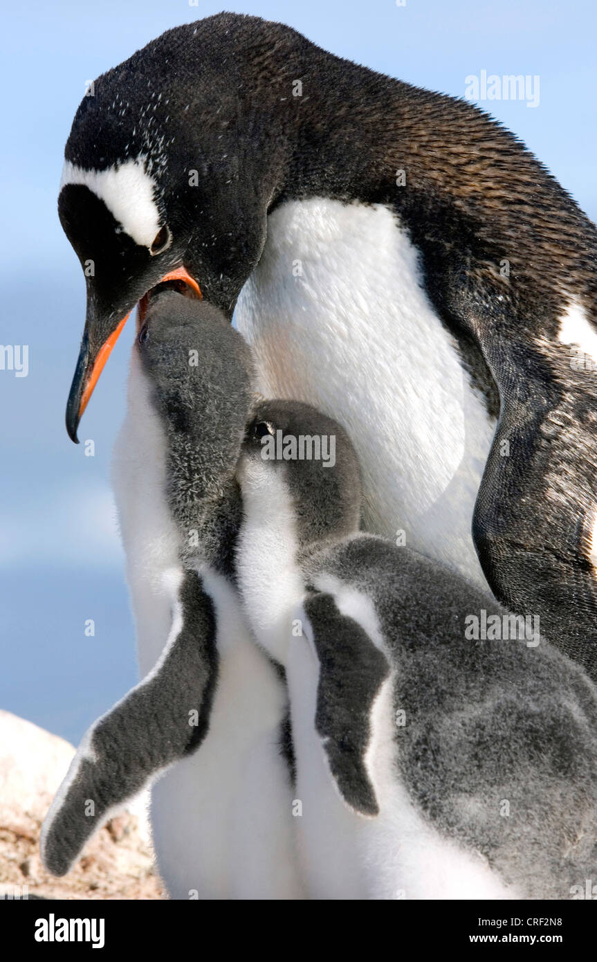 Penguins parents and babies hi-res stock photography and images - Alamy