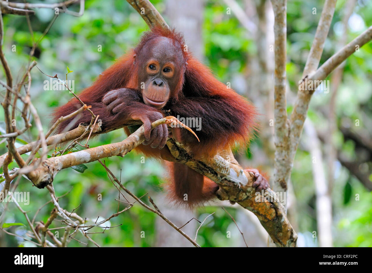 Bornean orangutan (Pongo pygmaeus pygmaeus), baby, Indonesia, Borneo ...