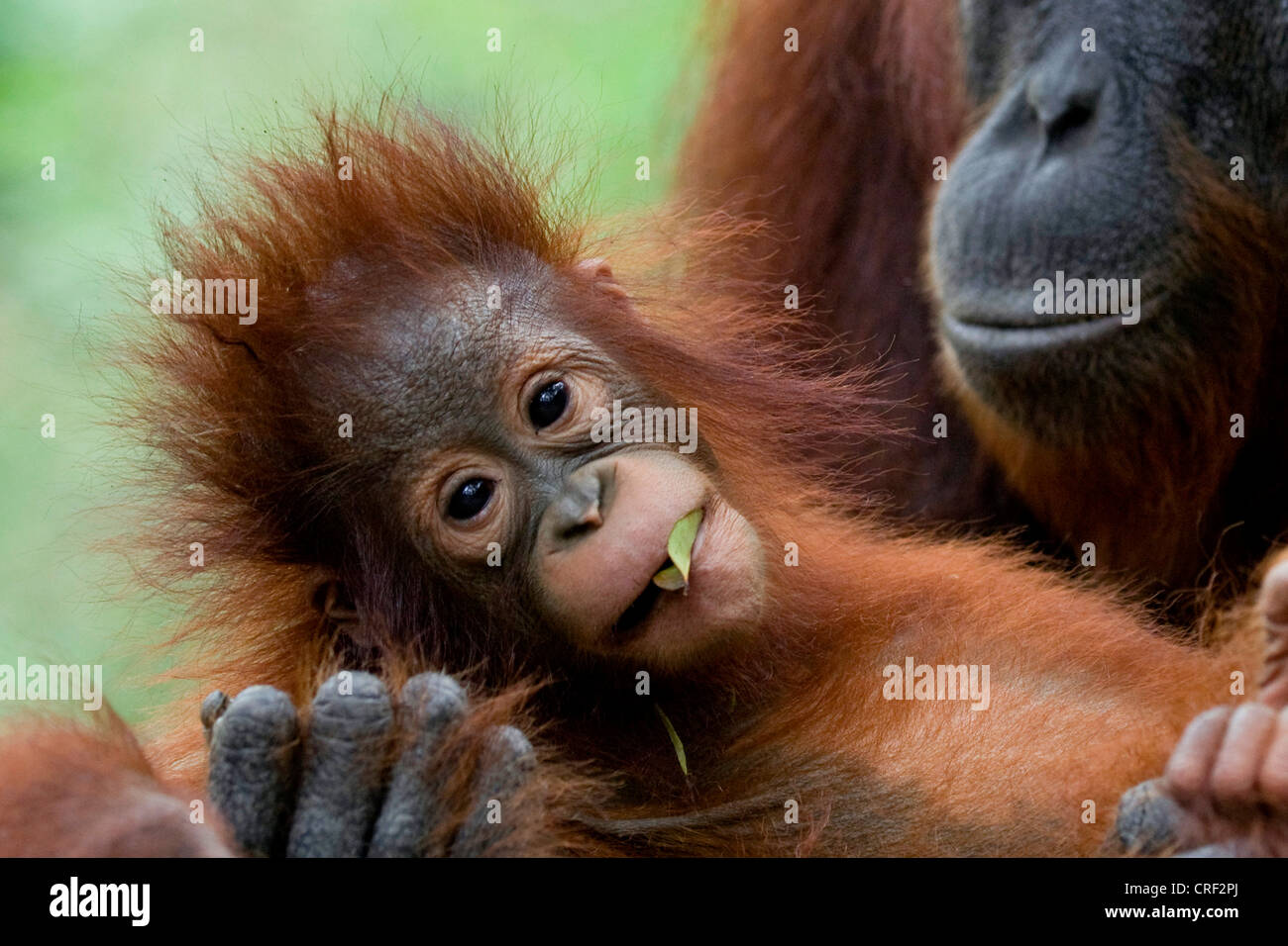 Bornean orangutan (Pongo pygmaeus pygmaeus), female with baby ...