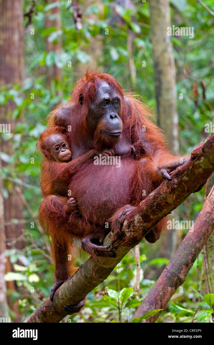 Bornean orangutan (Pongo pygmaeus pygmaeus), female with baby ...