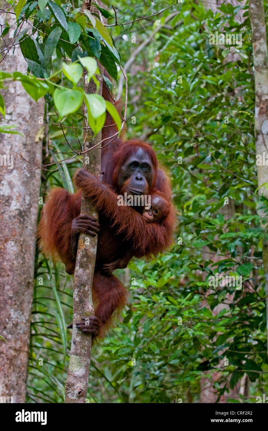 Bornean orangutan (Pongo pygmaeus pygmaeus), female with baby ...