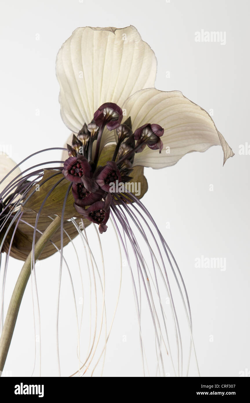 Tacca integrifolia or white bat flower on white background. Sometimes ...