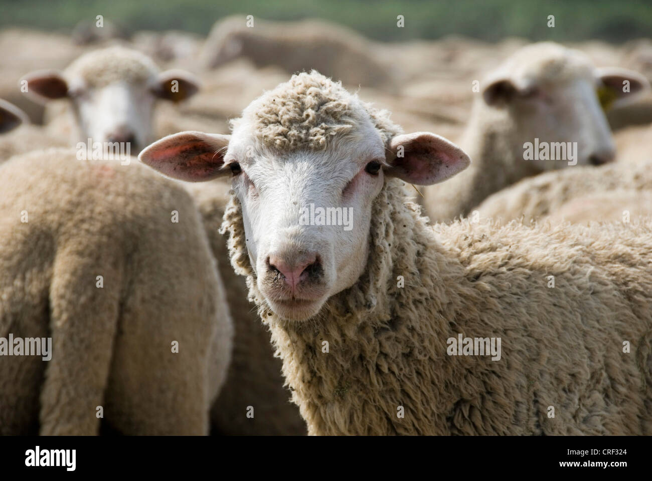 domestic sheep (Ovis ammon f. aries), herd of sheep, France, Camargue ...