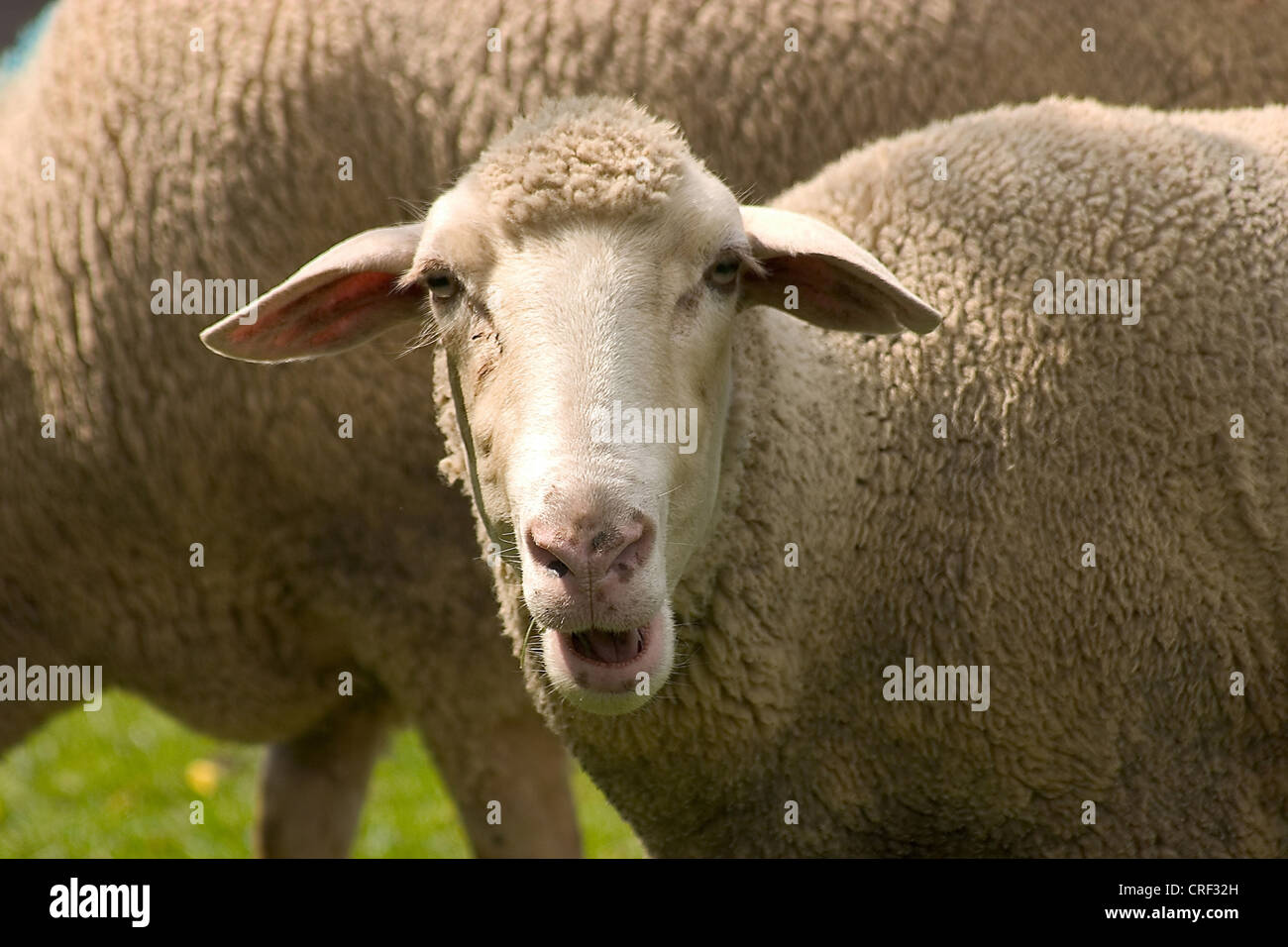 domestic sheep (Ovis ammon f. aries), portrait Stock Photo - Alamy