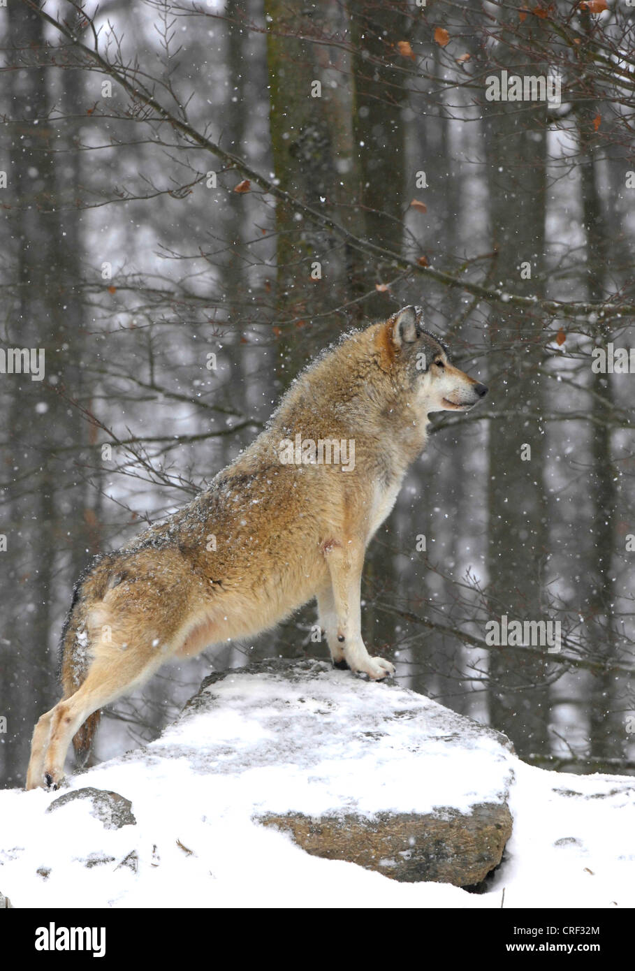Timber wolf in winter hi-res stock photography and images - Alamy