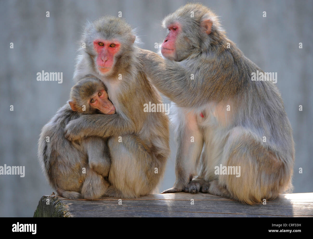 Zoo japanese macaque macaca fuscata hi-res stock photography and images ...