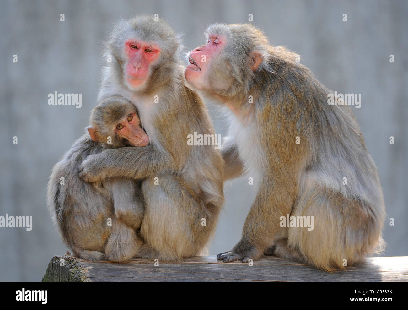 Macaque facial expression hi-res stock photography and images - Alamy