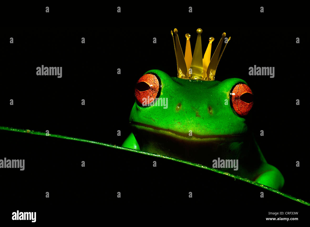 Frogs and king hi-res stock photography and images - Alamy