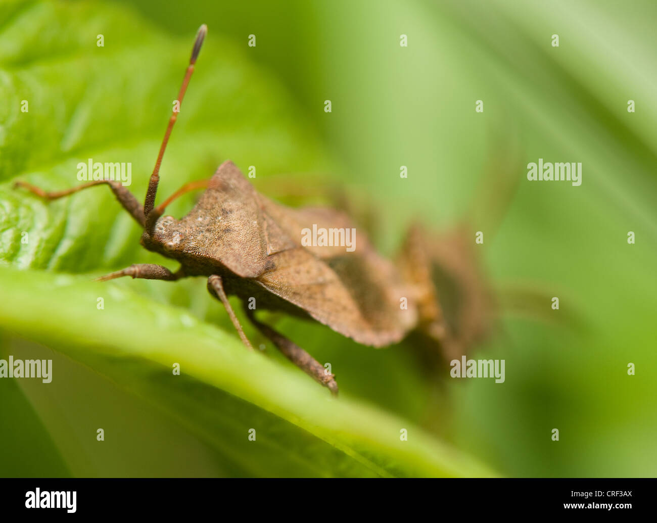 Stinky beetle hi-res stock photography and images - Alamy