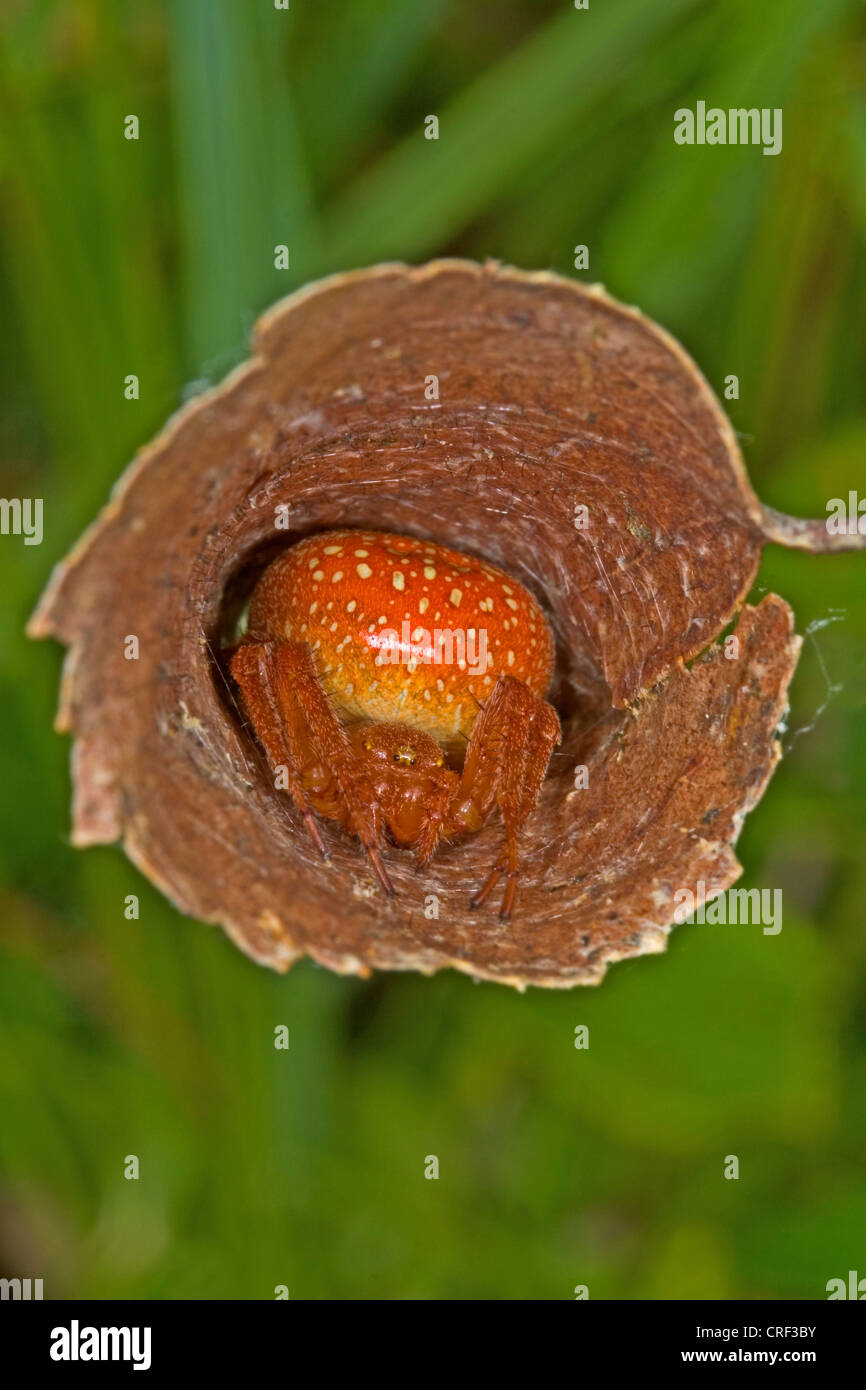 Strawberry Spider (Araneus alsine), in its hiding place, a rolled-up ...