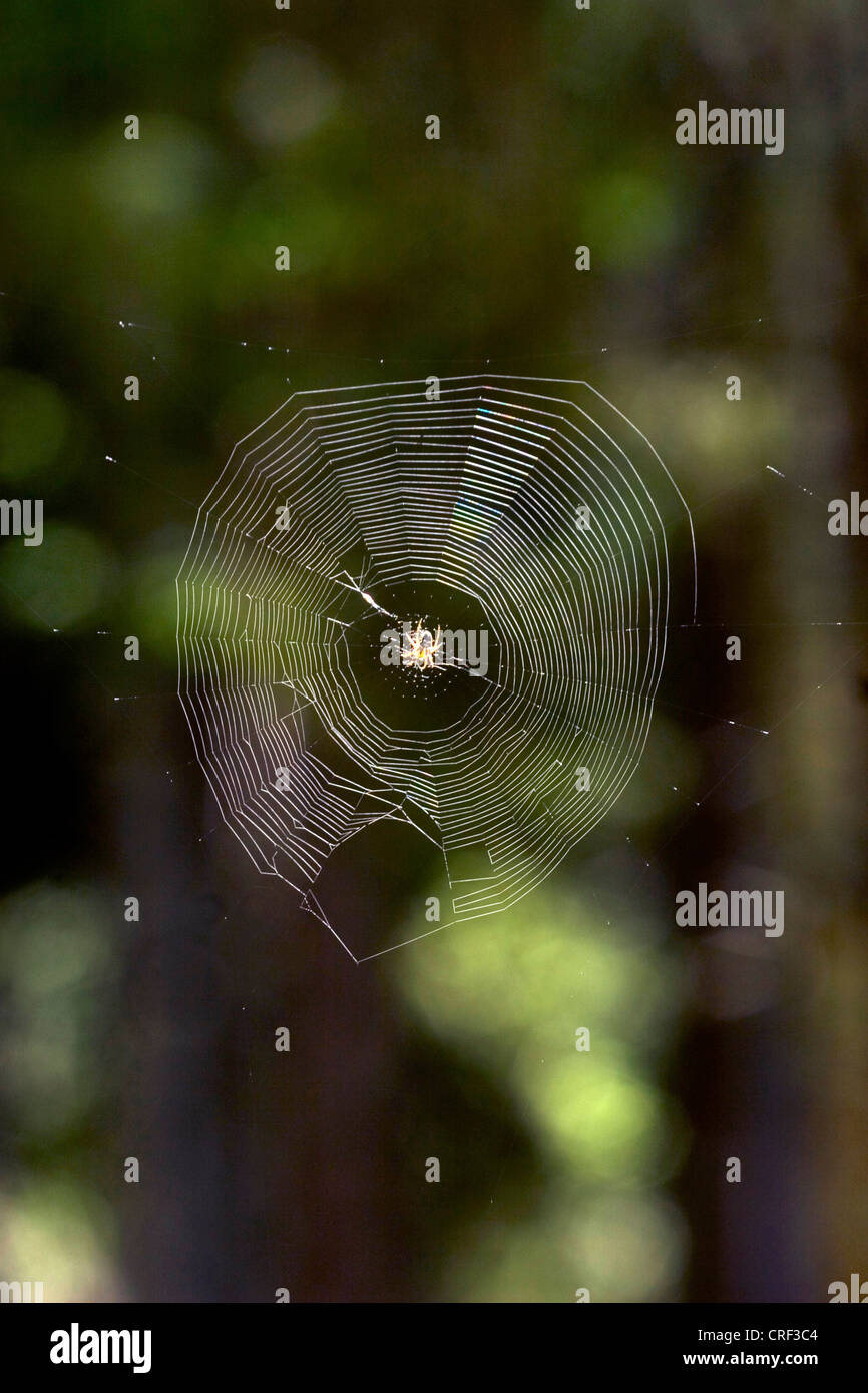 cross orbweaver, European garden spider, cross spider (Araneus ...