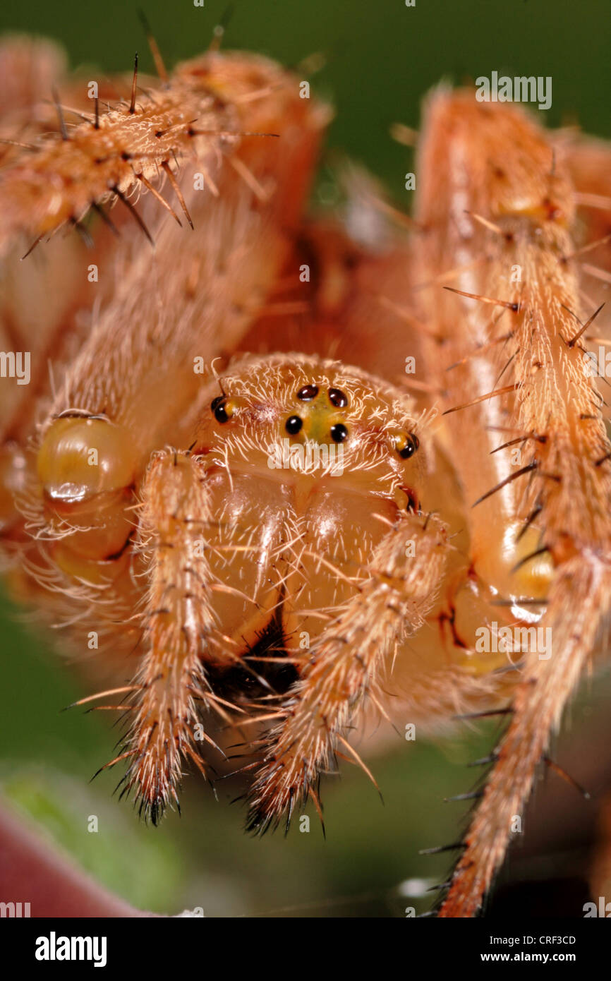 cross orbweaver, European garden spider, cross spider (Araneus ...