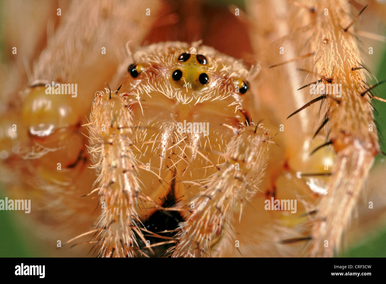 cross orbweaver, European garden spider, cross spider (Araneus ...