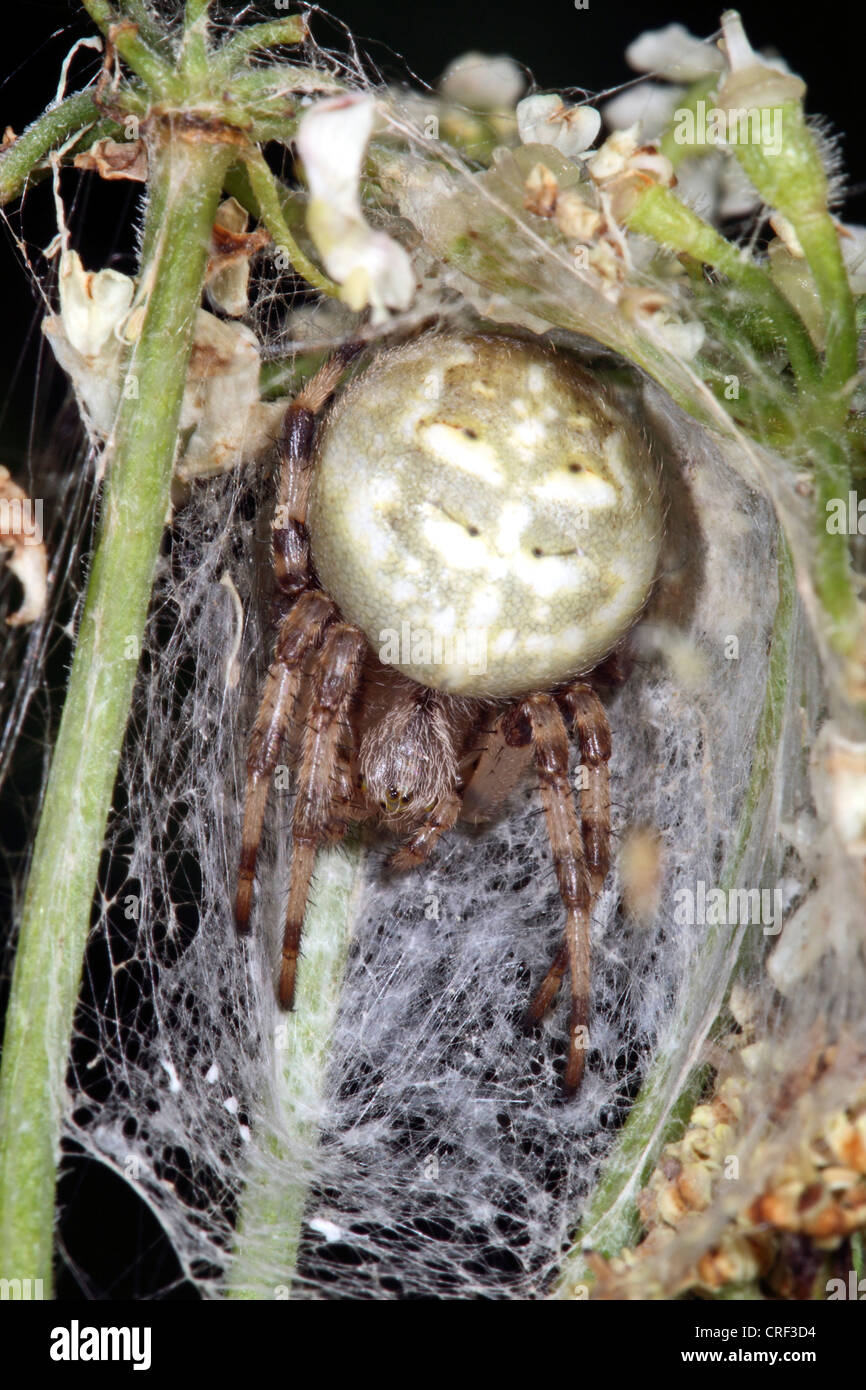 fourspotted orbweaver (Araneus quadratus), from above, sitting in its ...