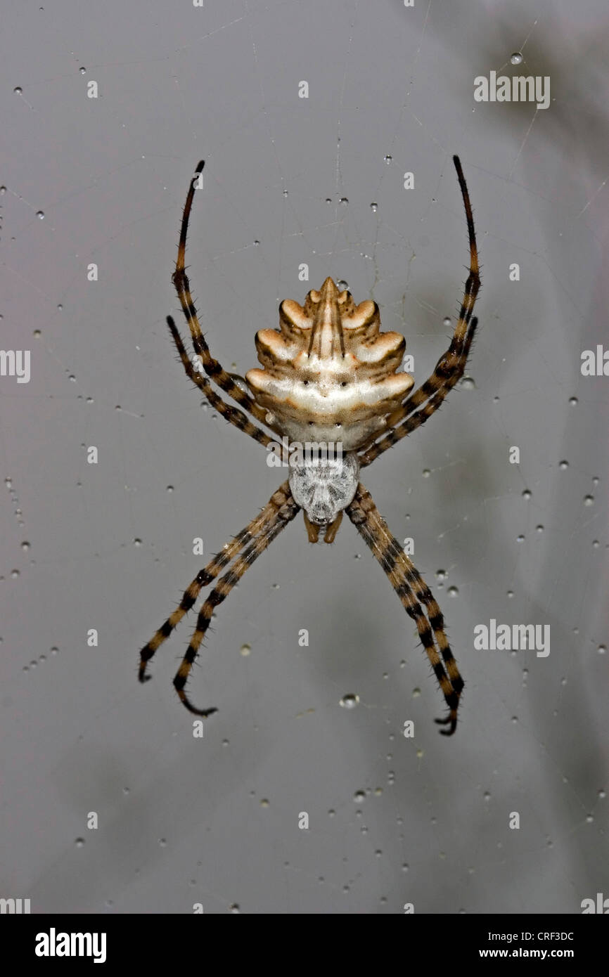 Spider hanging from web hi-res stock photography and images - Alamy