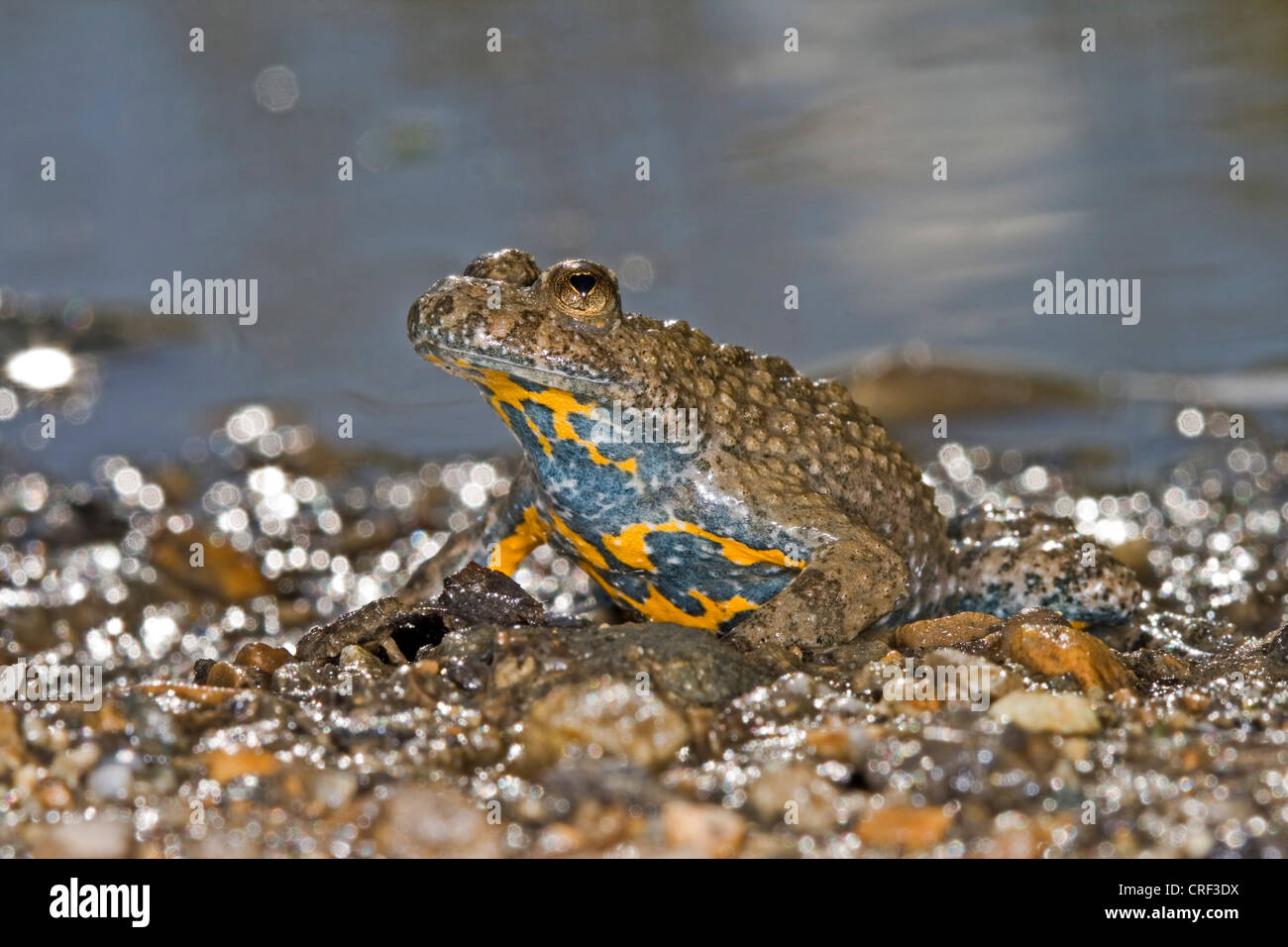yellow-bellied toad, yellowbelly toad, variegated fire-toad (Bombina ...