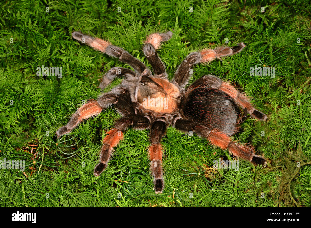 Mexican redleg tarantula (Brachypelma emilia), view from above Stock ...