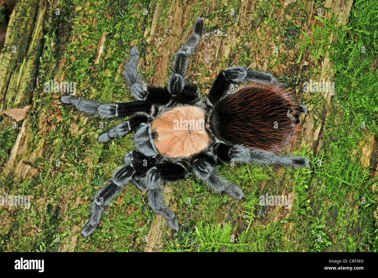 Runaus tarantula brachypelma ruhnaui hi-res stock photography and ...