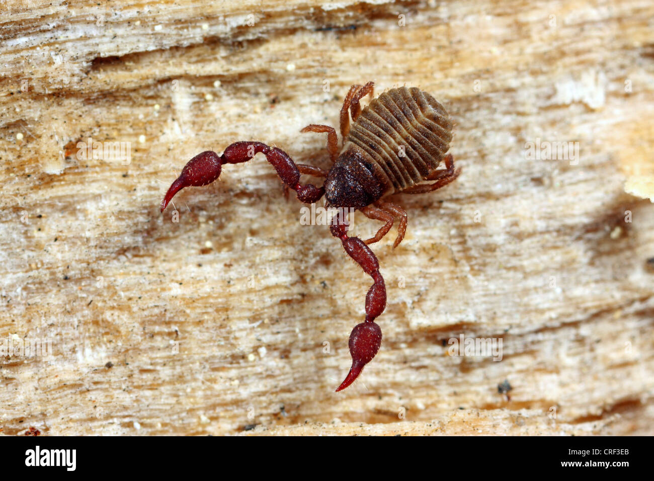 house pseudoscorpion (Chelifer cancroides), on bark Stock Photo - Alamy