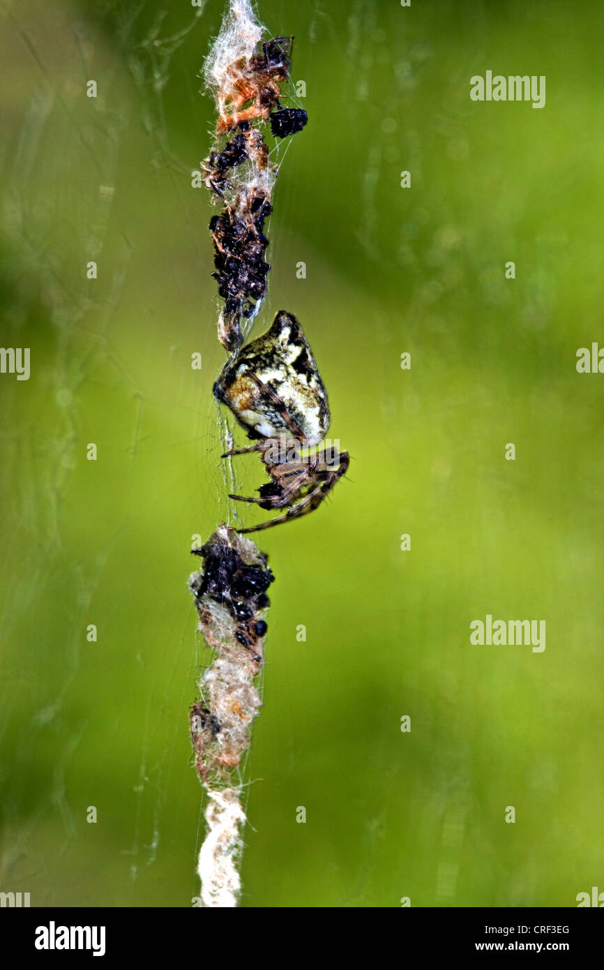 trashline orbweaver (Cyclosa conica), spider in mid of the web between ...