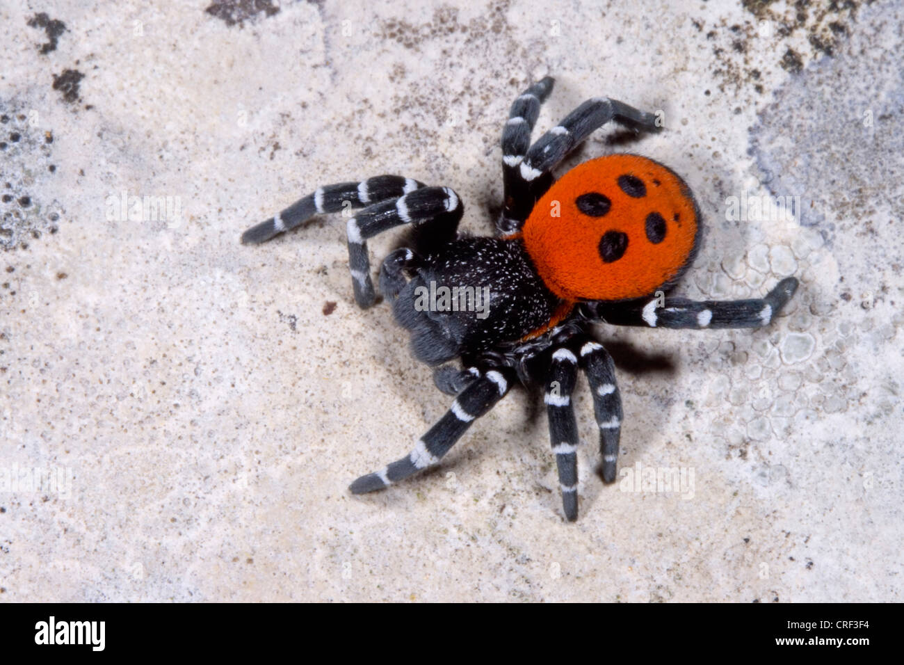 Ladybird spider eresus sandaliatus hi-res stock photography and images ...