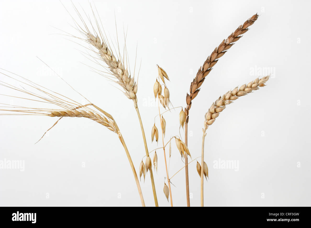 Wheat Grains Cut Outs High Resolution Stock Photography and Images - Alamy