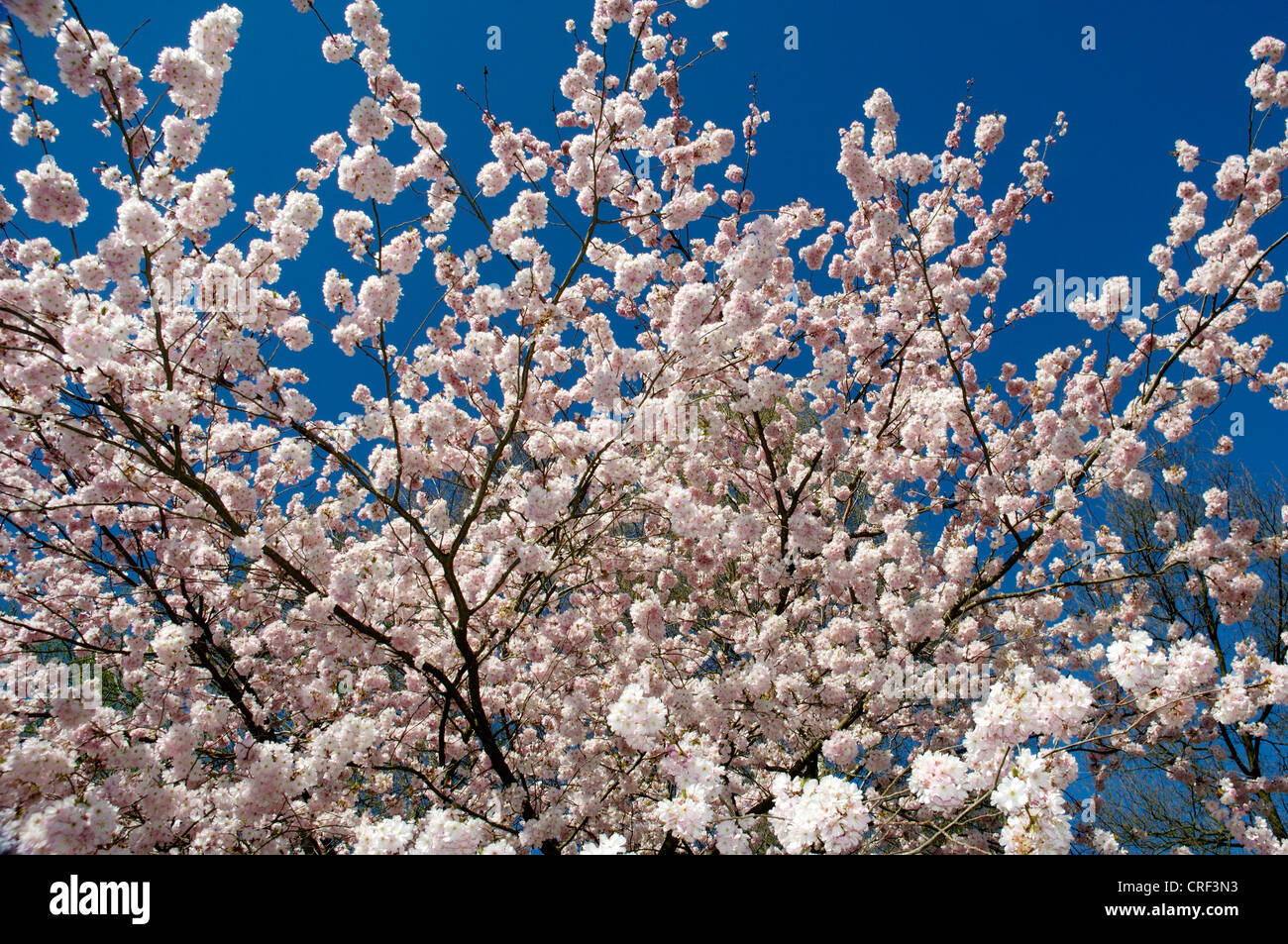 Sargent Cherry High Resolution Stock Photography and Images - Alamy