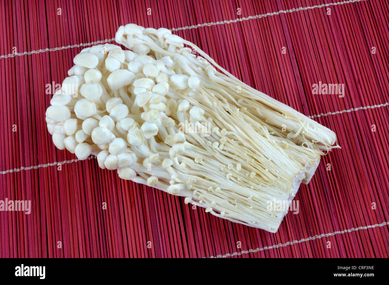 Velvet Shank, Enoki Mushrooms (Flammulina velutipes), young fruiting ...