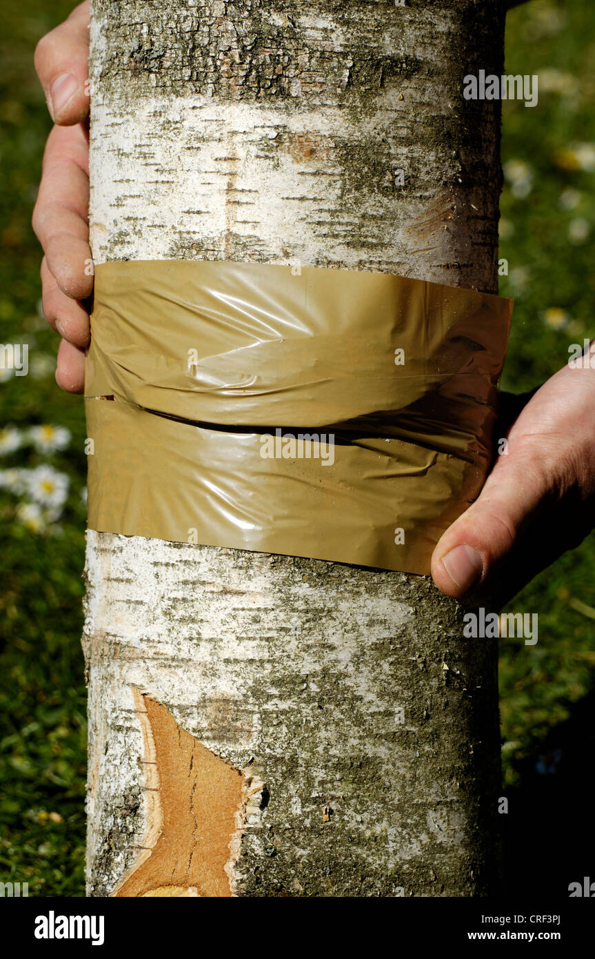 shiitake (Lentinula edodes), preparing for mushroom breeding, substrate ...