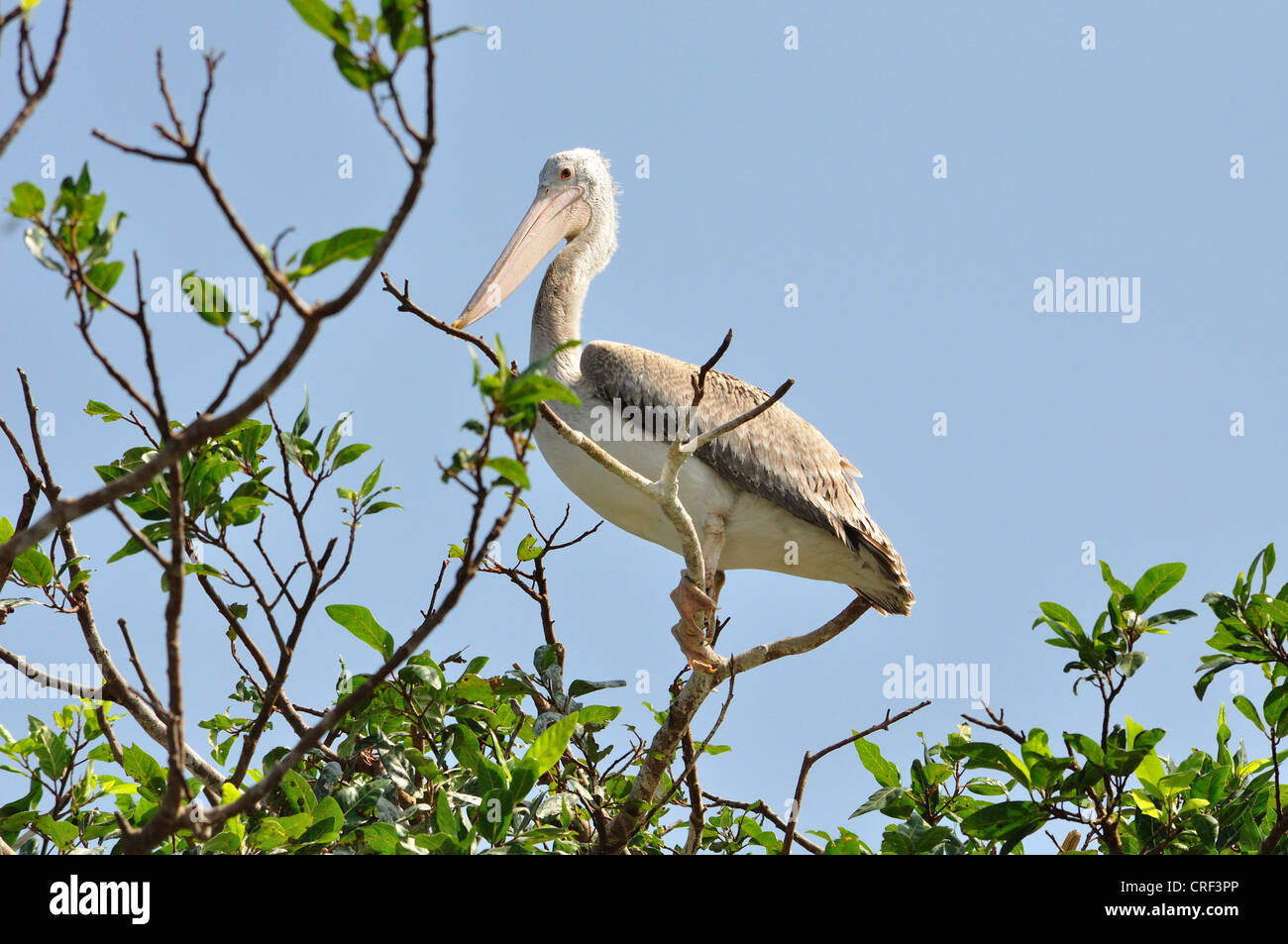 Indian Grey Pelican ( Spottedbilled Pelican Stock Photo - Alamy
