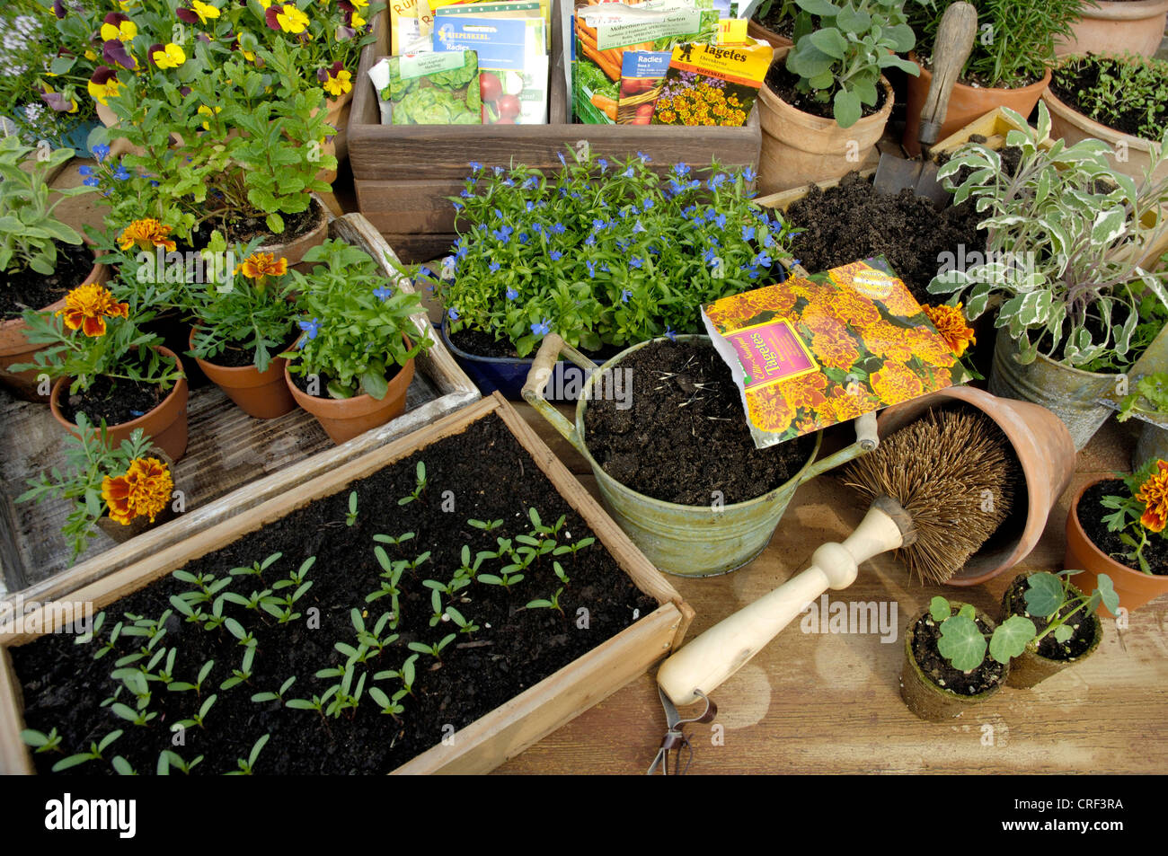 French marigold (Tagetes patula), tagetes seeding Stock Photo - Alamy