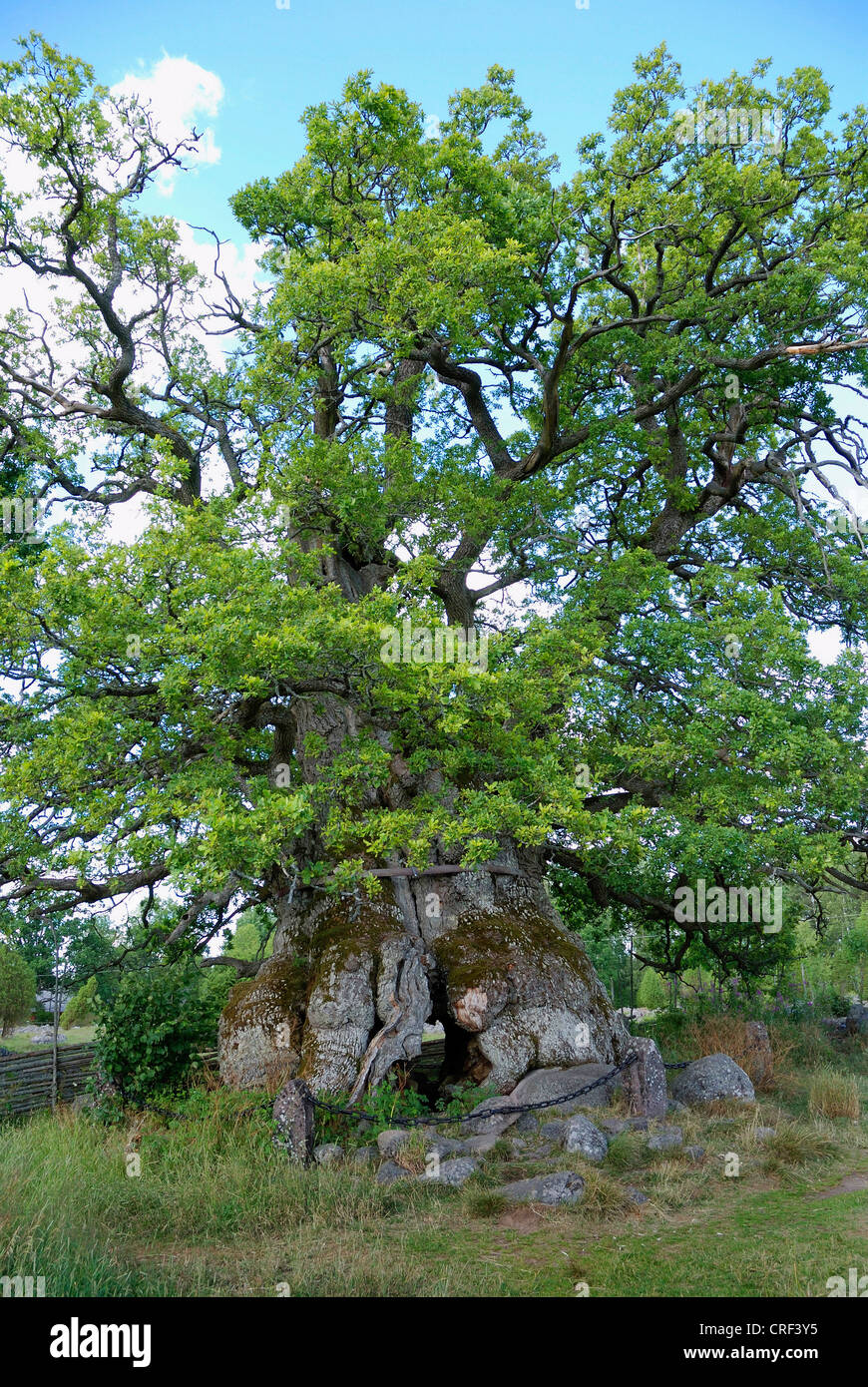 Rumskulla oak hi-res stock photography and images - Alamy